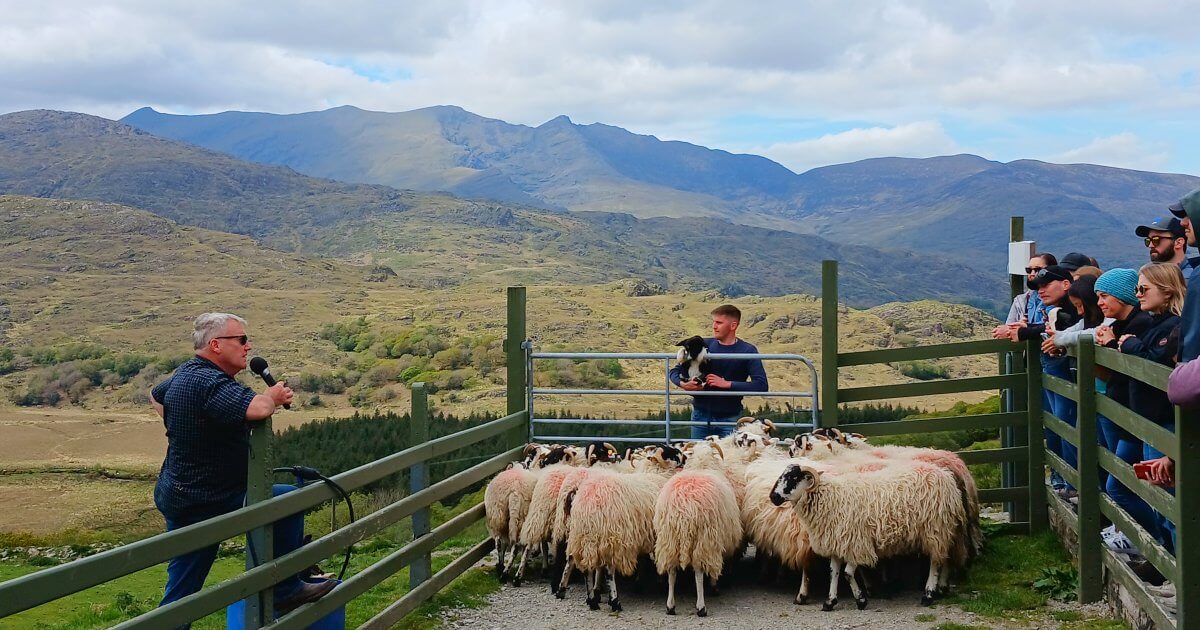 Sheep Dog Demo at Kissane Sheep Farm - 100countries.info